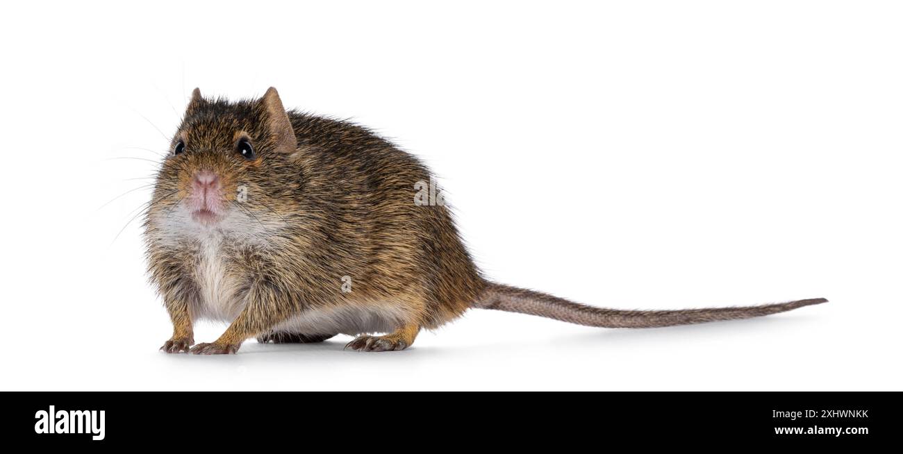 Grasmann's grass rat aka arvicanthis neumanni standing side ways ...