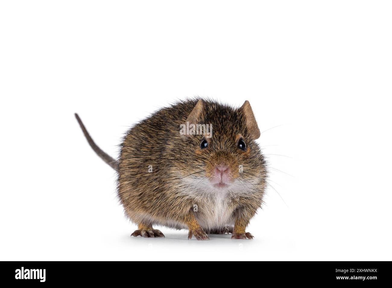 Grasmann's grass rat aka arvicanthis neumanni standing facing. Looking ...