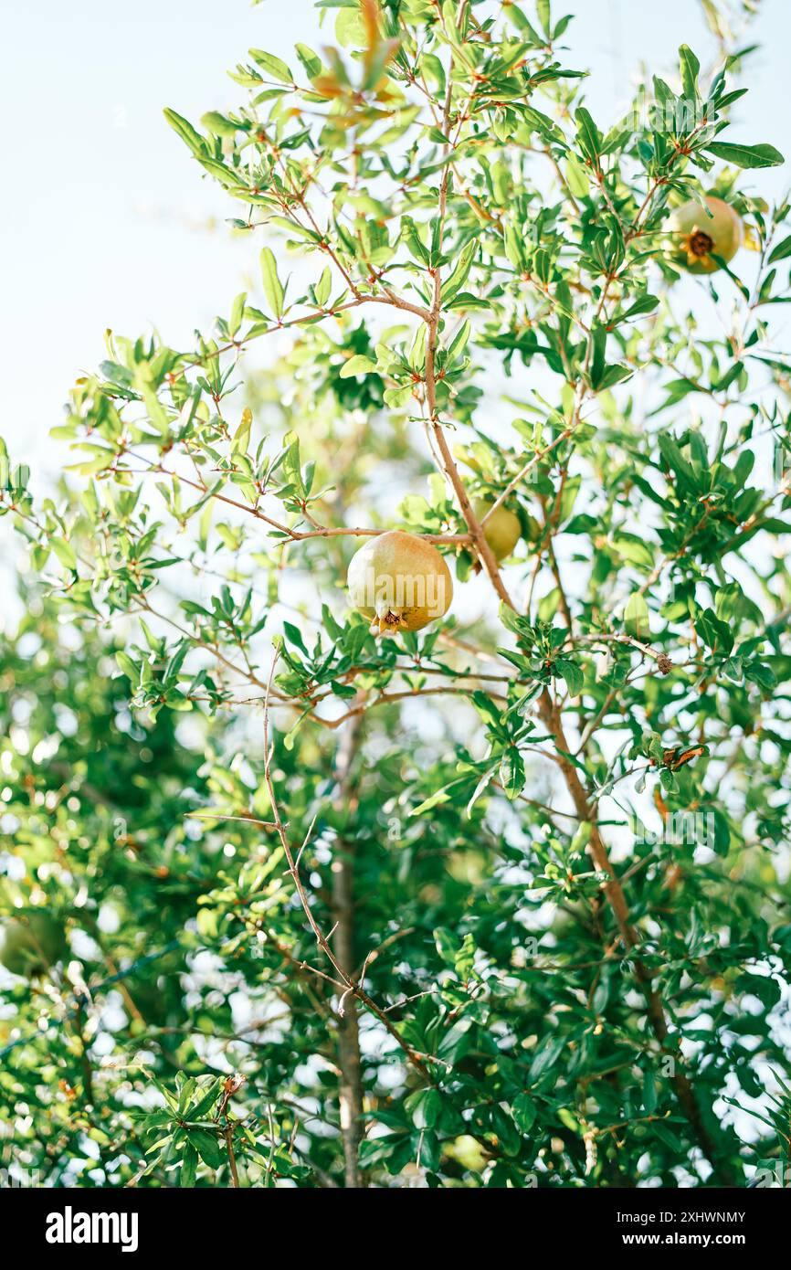 Yellow pomegranates ripen on green tree branches in a sunny garden ...