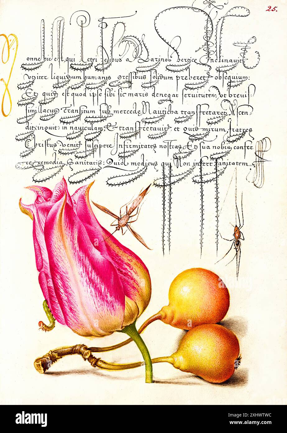 HOEFNAGEL, Joris (illustrator) and Georg BOCSKAY (calligrapher ...