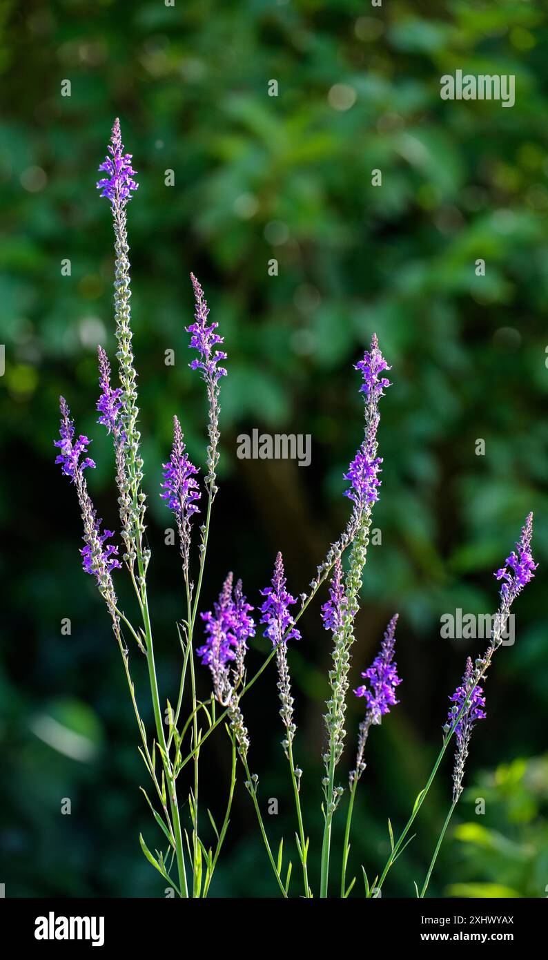 Multiple vertical stems hi-res stock photography and images - Alamy