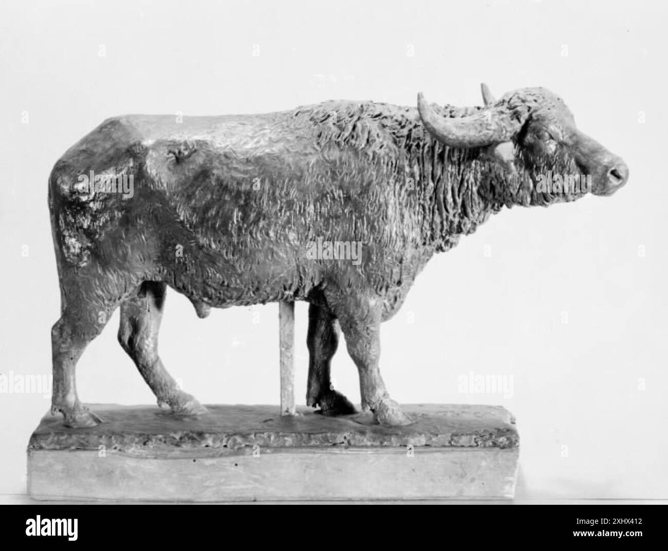 Standing buffalo Black and White Stock Photos & Images - Alamy