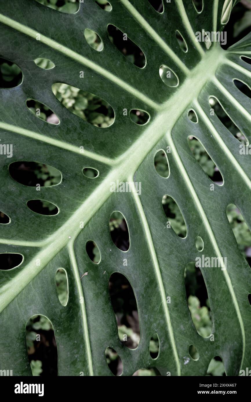 Nature background. Detail of a monstera plant leaf close up Stock Photo ...