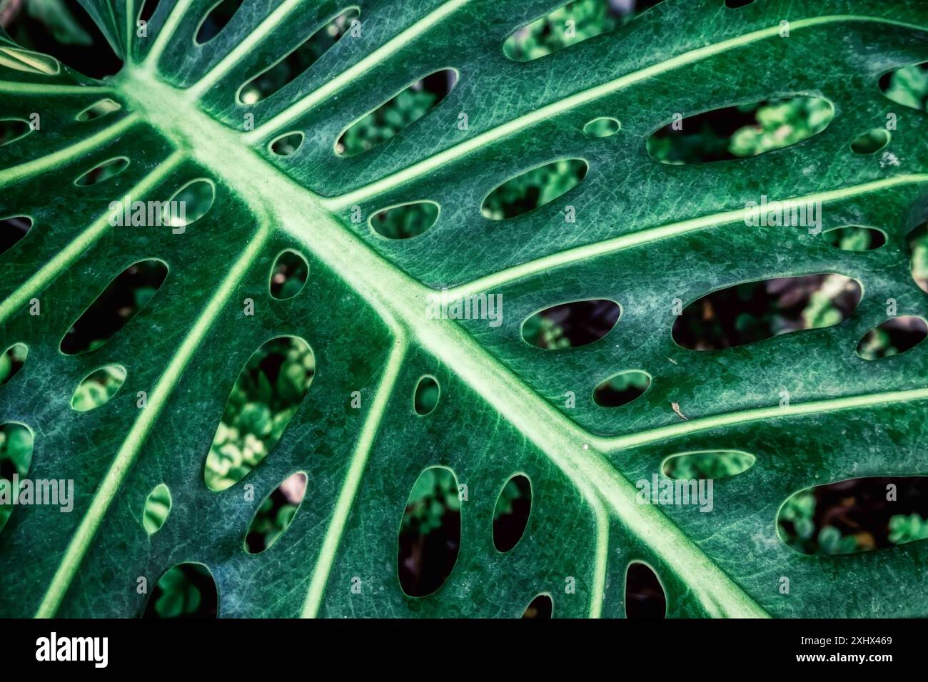 Monstera plant detail hi-res stock photography and images - Alamy
