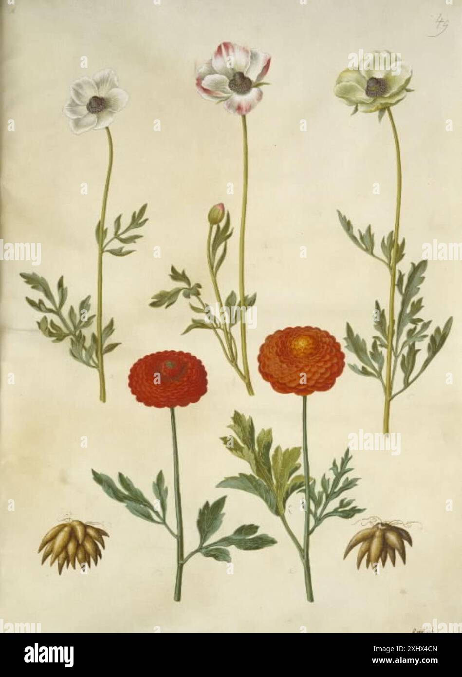 Ranunculus asiaticus (have-ranunkel) Holtzbecker, Hans Simon 1610 ...