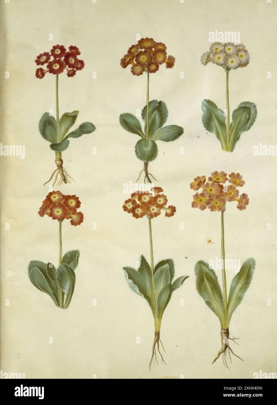 Primula ×pubescens (have-aurikel) Holtzbecker, Hans Simon 1610 - 1671 ...