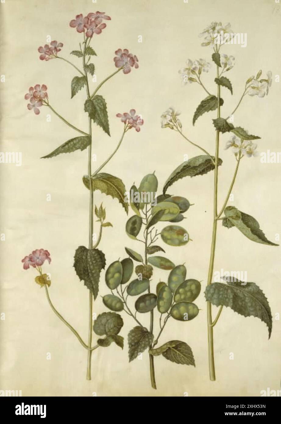Lunaria annua (judaspenge) Holtzbecker, Hans Simon 1610 - 1671, Merian ...