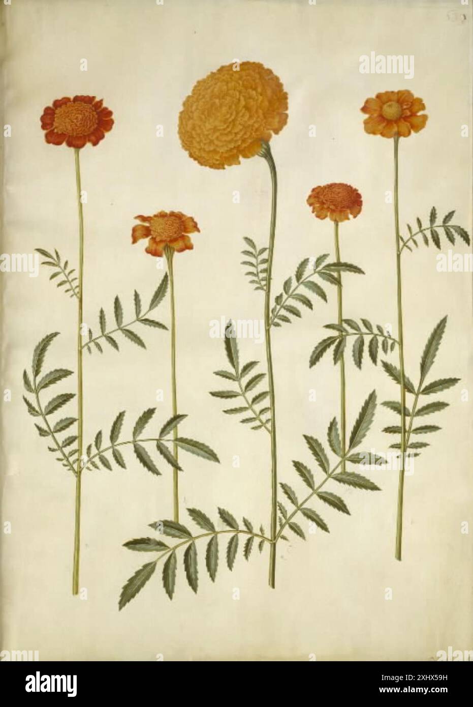 Tages Patula (flushed velvet flower); Tages erecta (create velvet ...