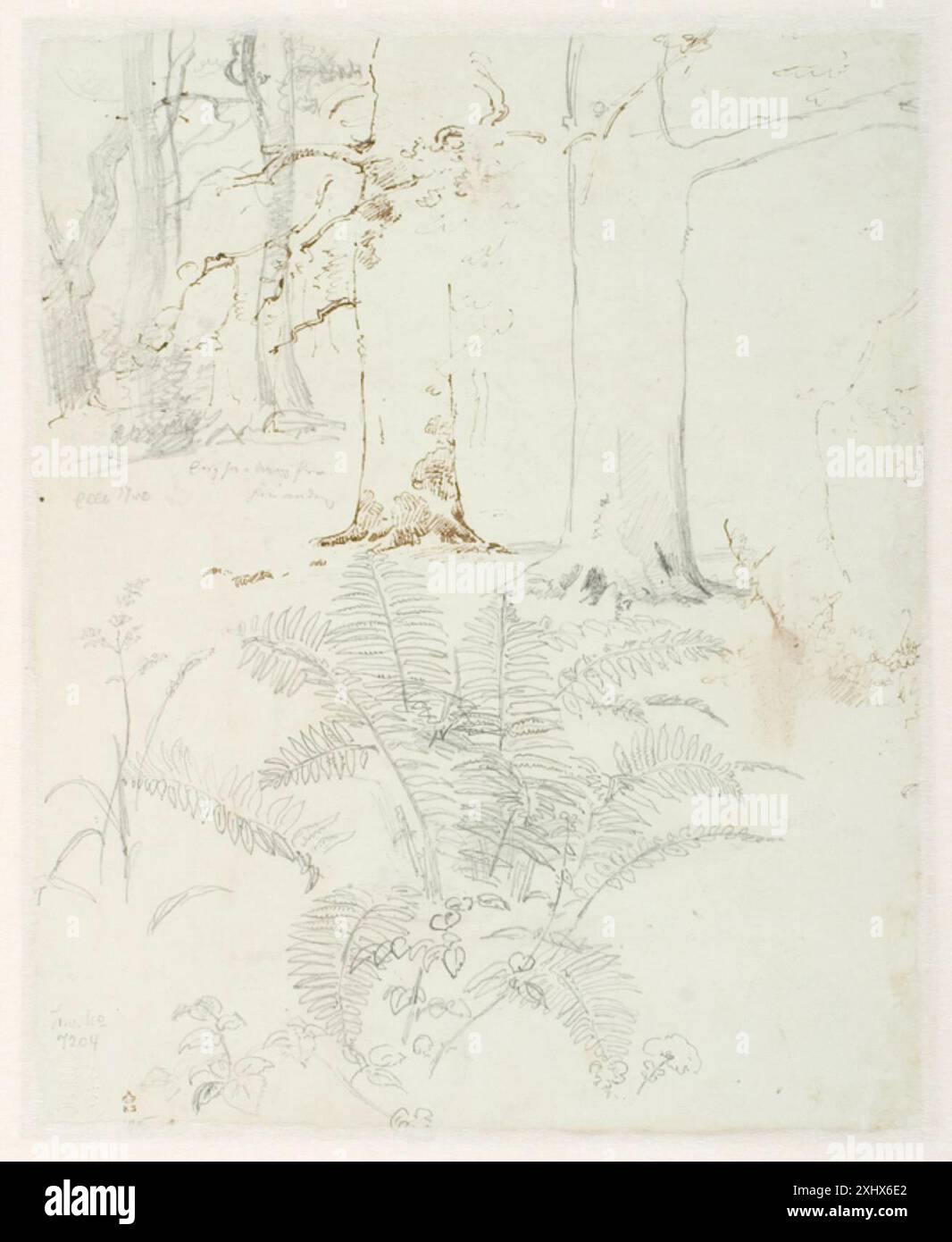 Drawing by Dankvart Dreyer (1816-1852) showing studies of tree trunks ...
