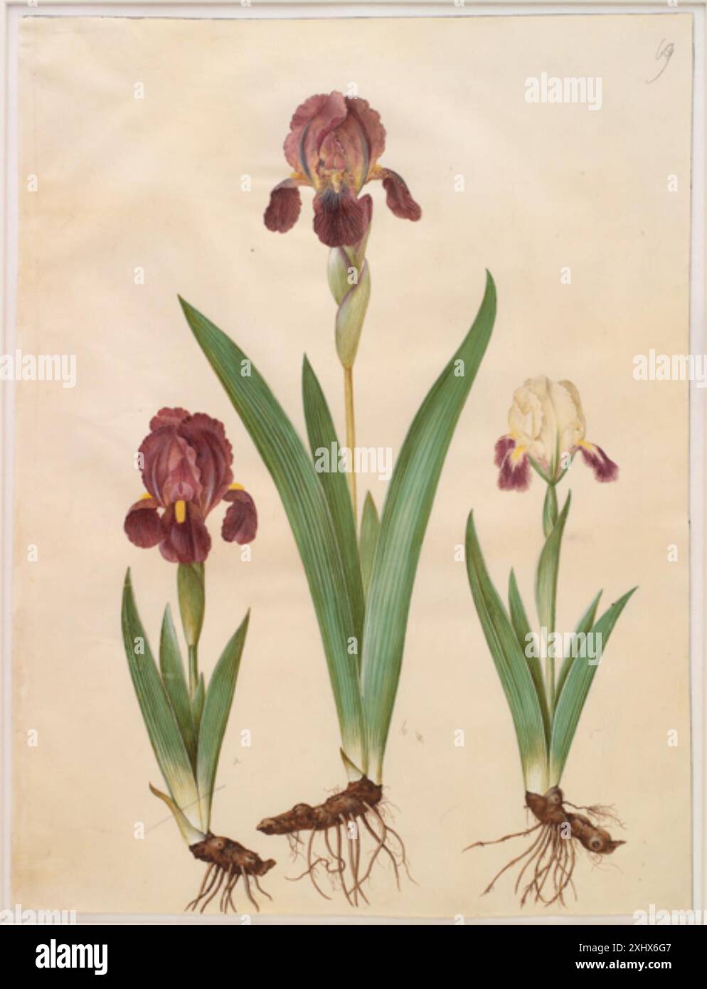Iris ×lurida (iris-hybrid) Holtzbecker, Hans Simon 1610 - 1671, Merian ...