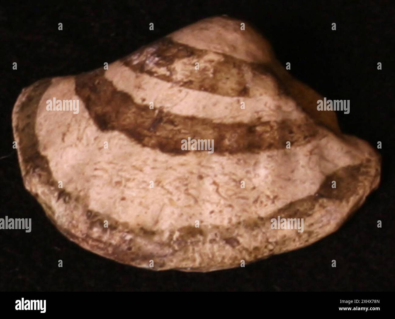 Heart mussel Unknown Sculpture Hjertemusling Stock Photo - Alamy