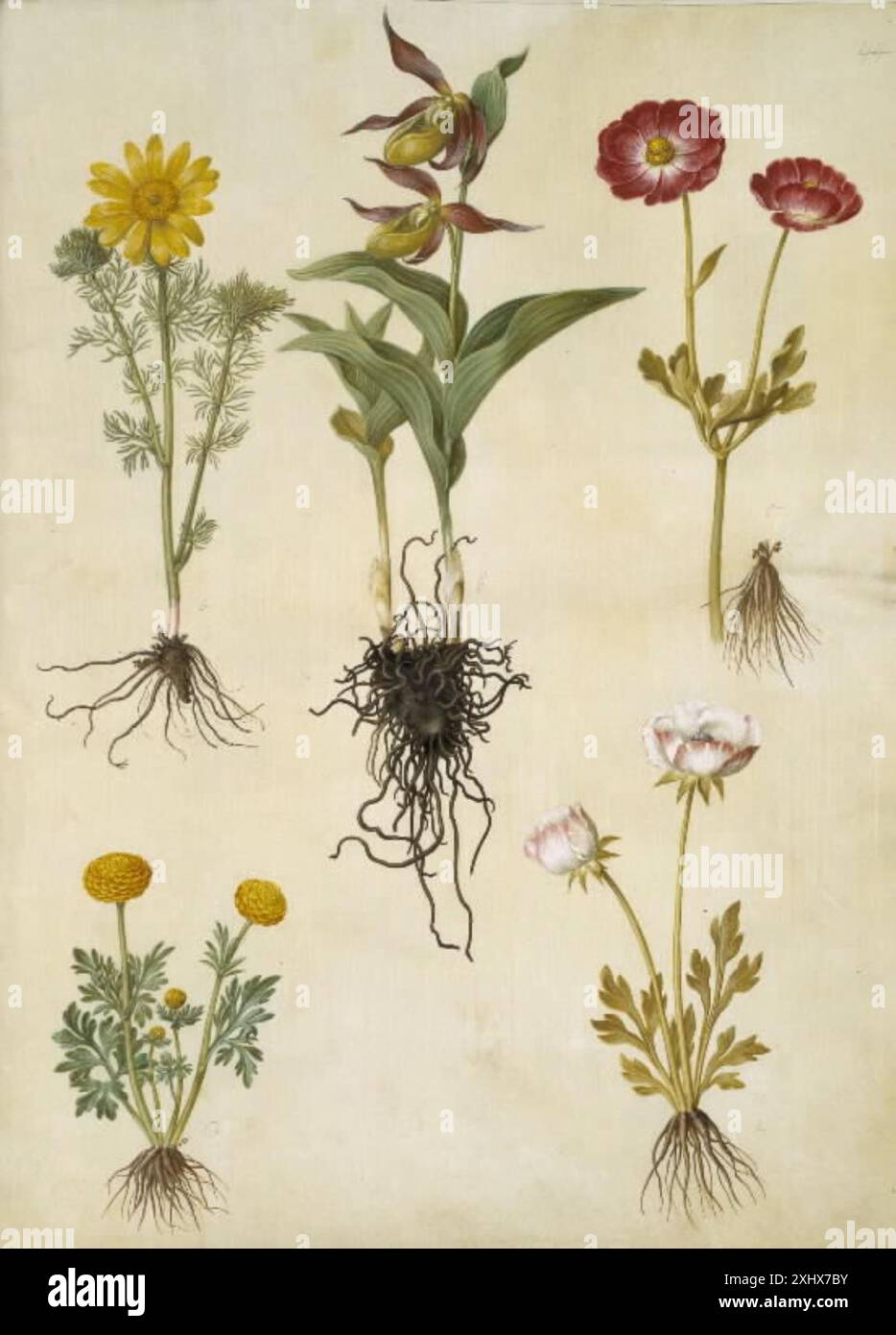 Adonis Vernalis (spring-adonis); Cypripedium Calceolus (large Fruesko ...