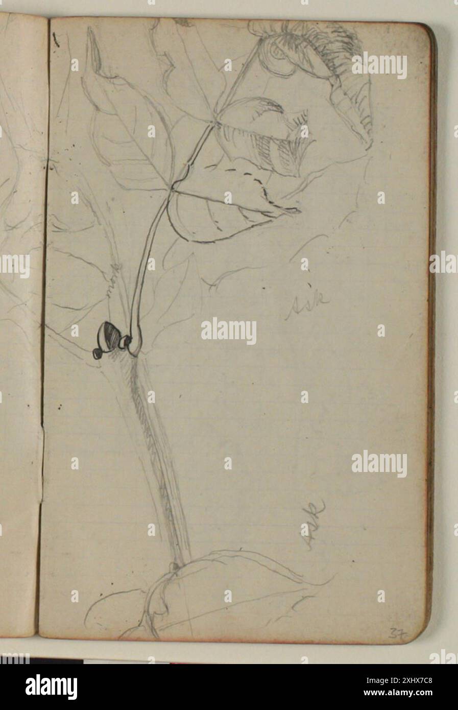 Study of Ash Larsen Stevns, Niels 1864 - 1941 Drawing Studie af ask ...