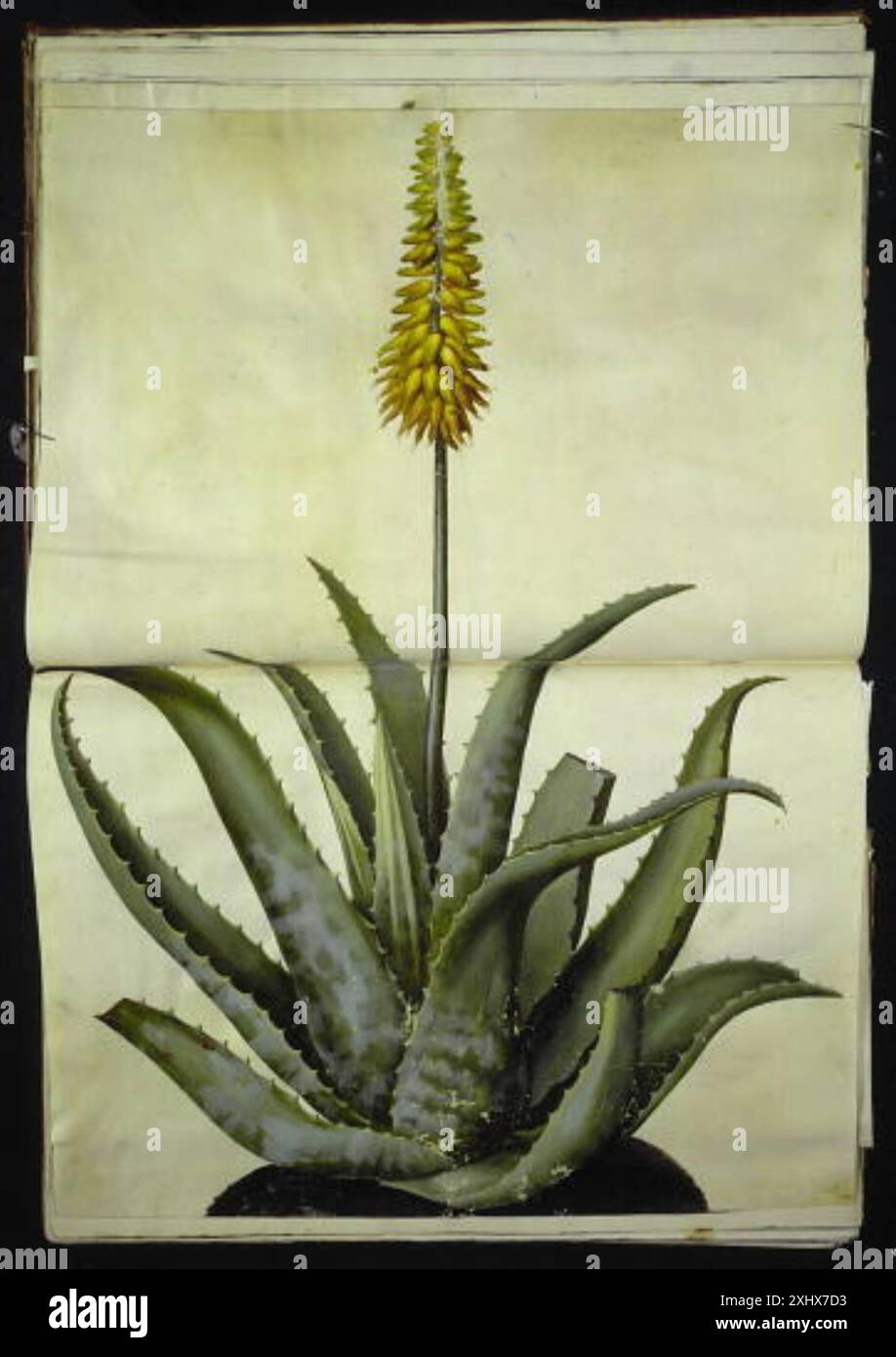 Gouache drawing of Aloe vera by Hans Simon Holtzbecker and Maria ...