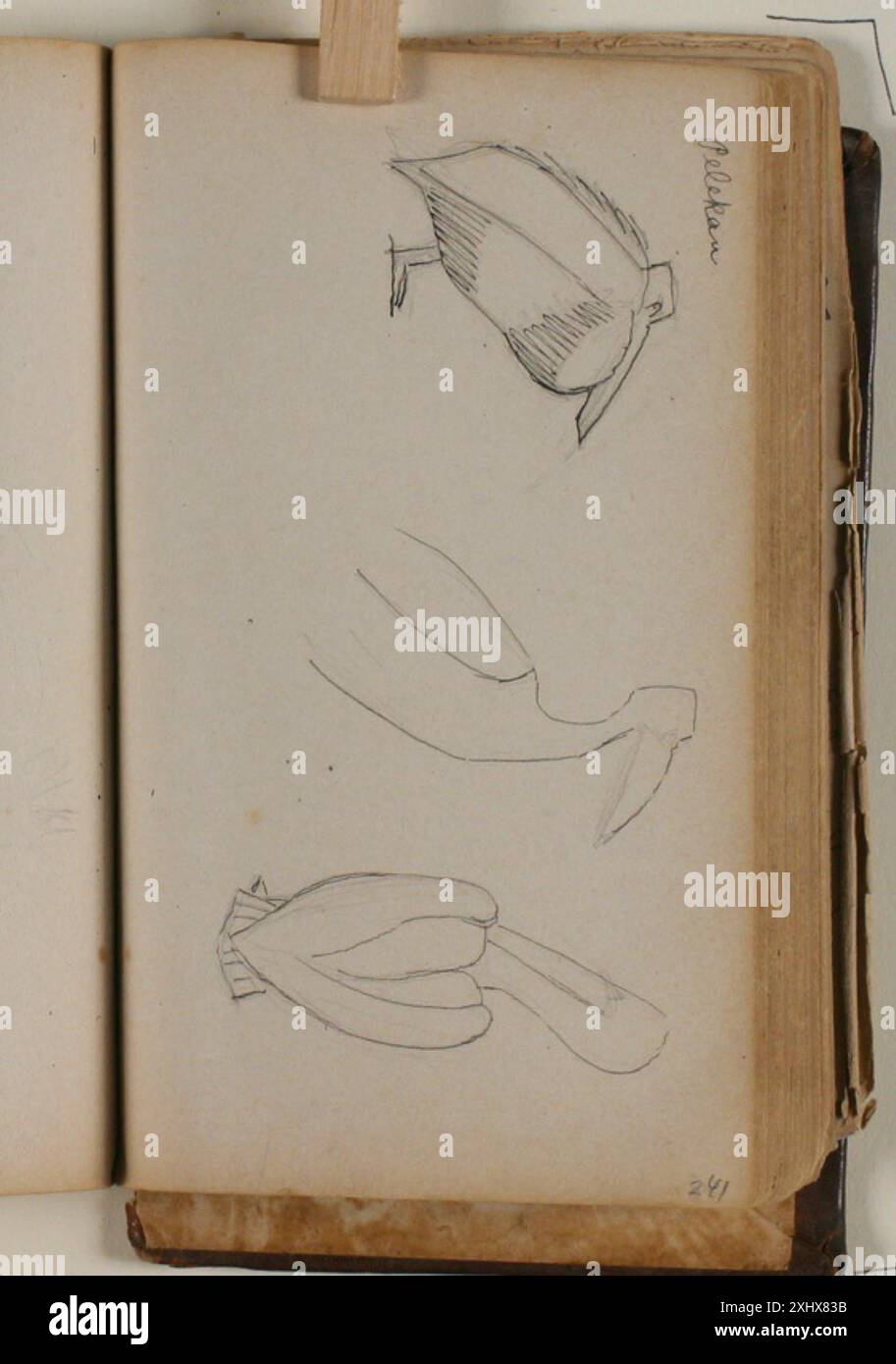 Detailed drawing of a pelican by Niels Larsen Stevns, depicting anatomy ...