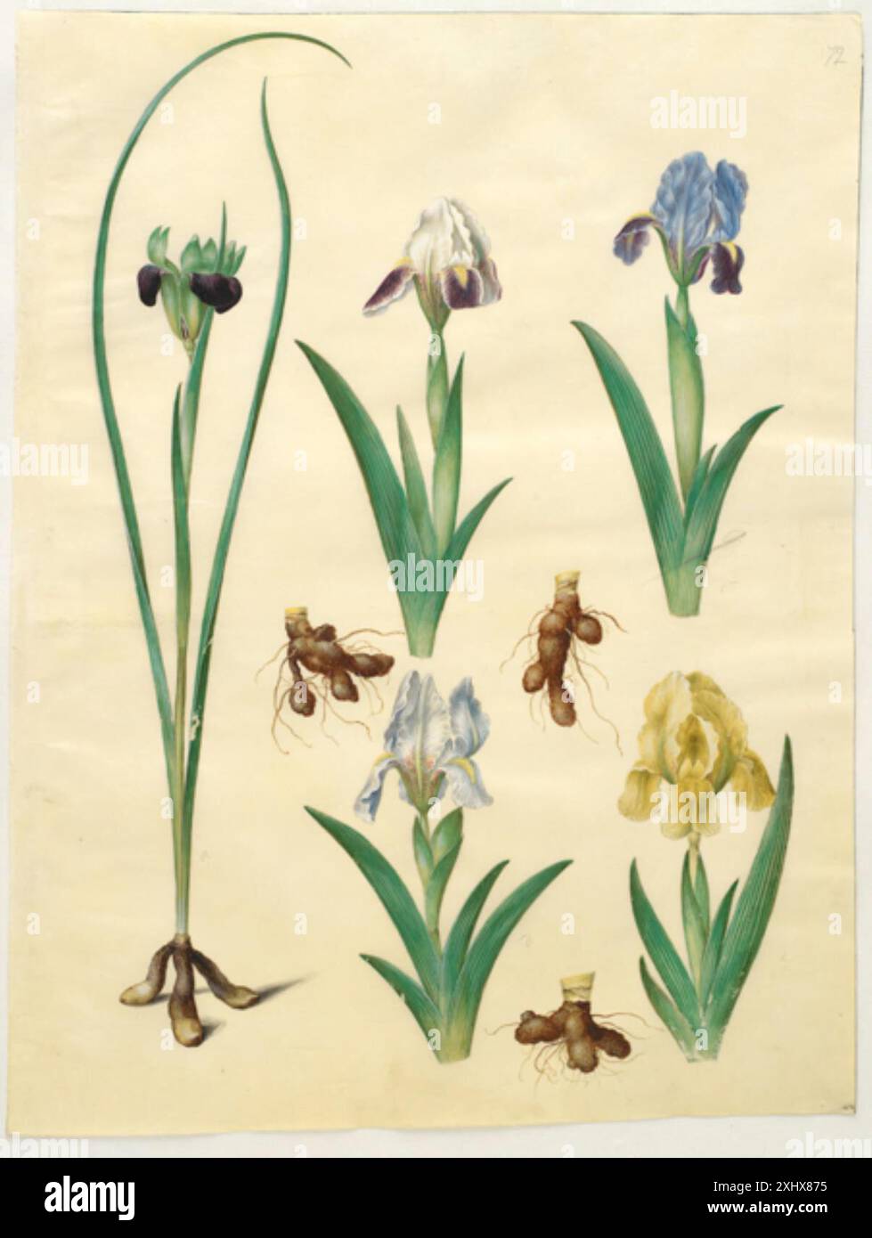 Hermodactylus Tuberosus (Hermesfinger); Iris Pumila (Low Iris) or Iris ...