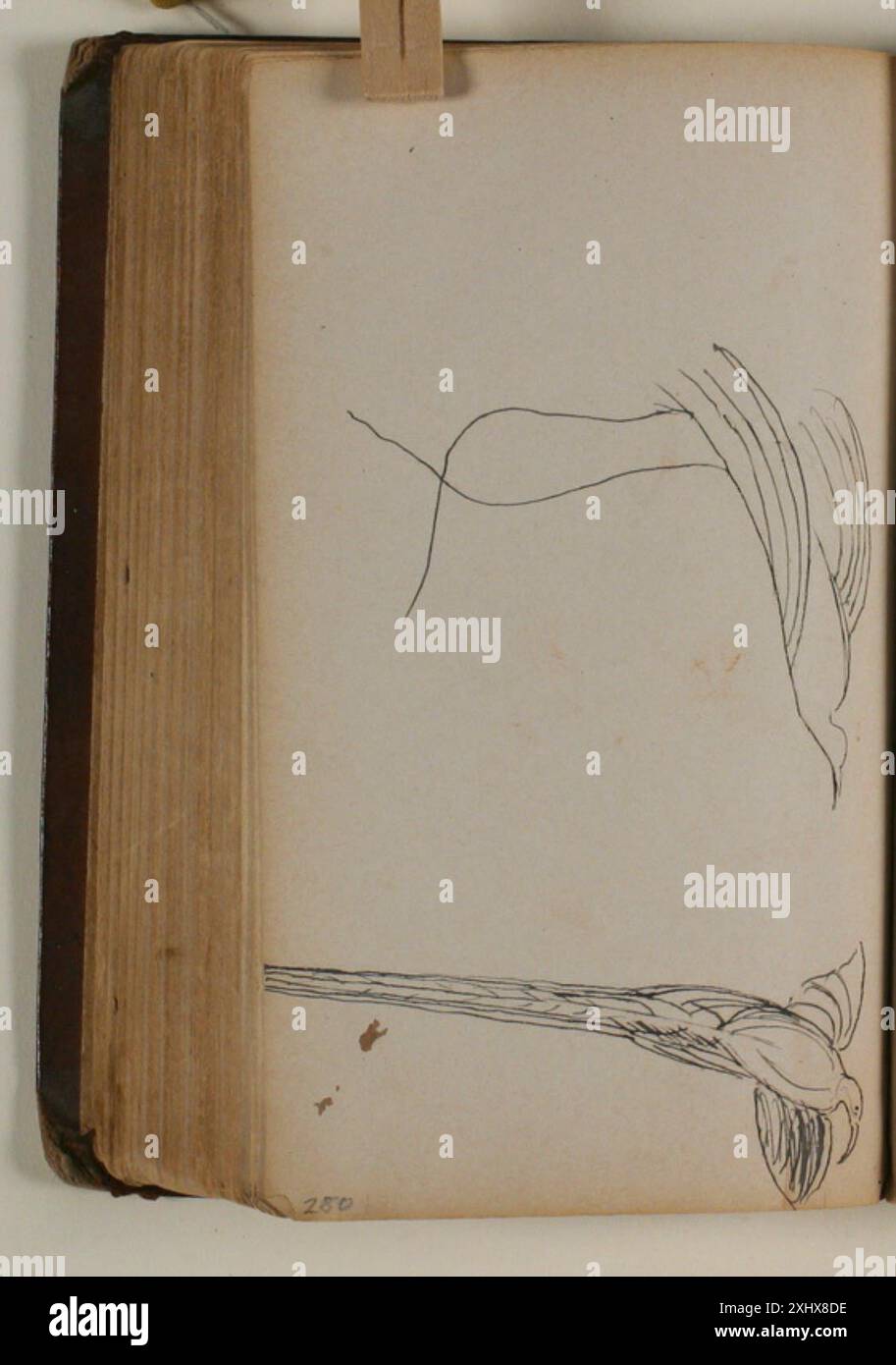 Two artistic studies of paradise birds by Niels Larsen Stevns ...