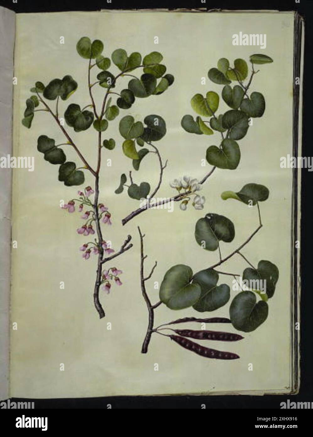 Cercis siliquastrum, called Plain Juda Tree, is illustrated in a 17th ...