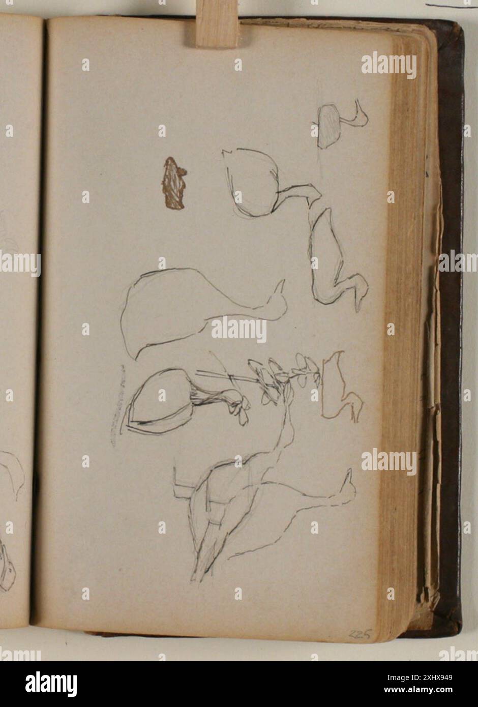 Drawing by Niels Larsen Stevns depicts studies of birds, showing ...