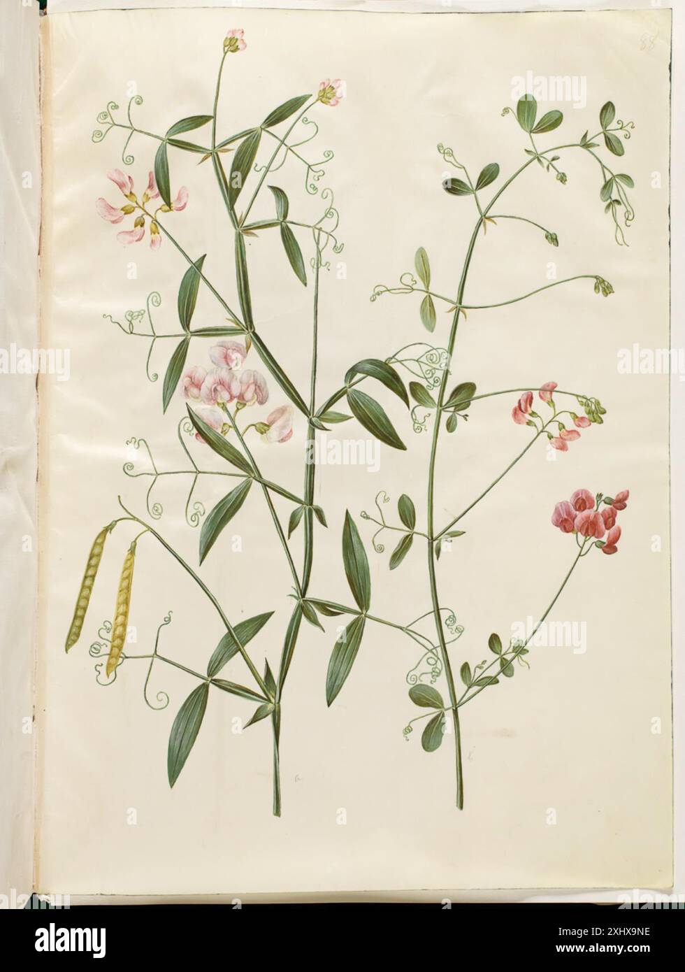 The artwork depicts Lathyrus sylvestris (flat forest pea) and Lathyrus ...