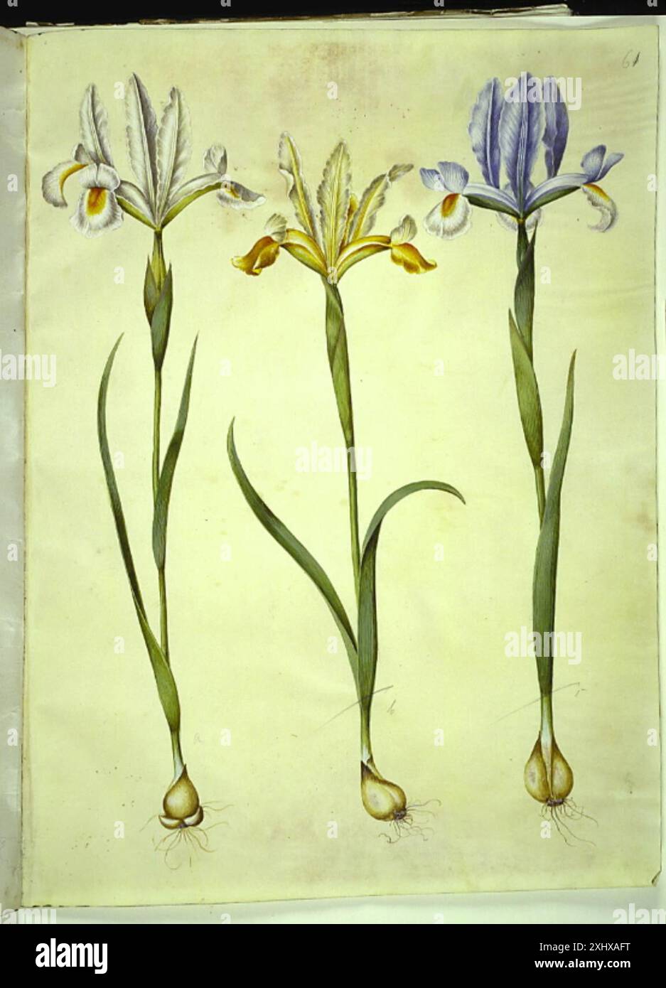 Iris xiphium (Spanish iris) and Iris latifolia (English iris) are ...