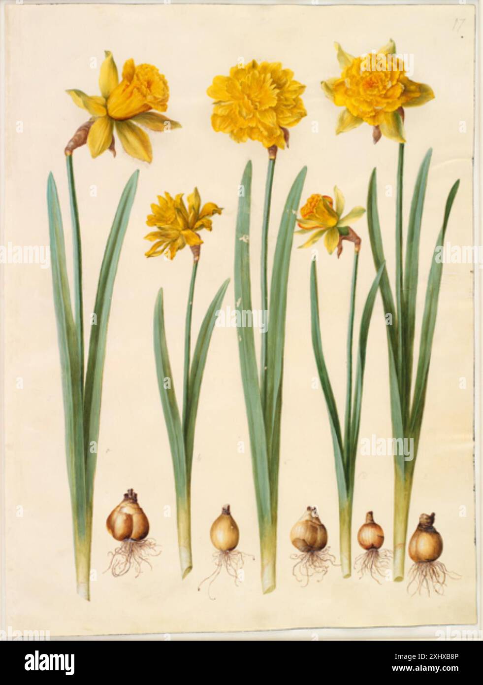 Drawing depicting Narcissus pseudonarcissus showing flowers, stems ...