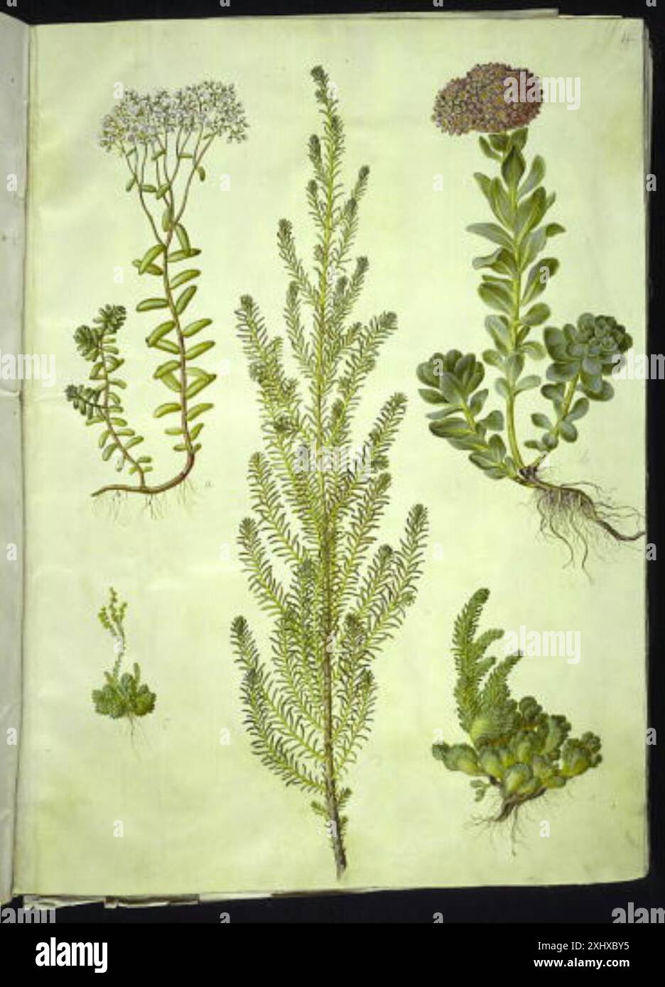 Gouache drawing by Hans Simon Holtzbecker and Maria Sibylla Merian ...