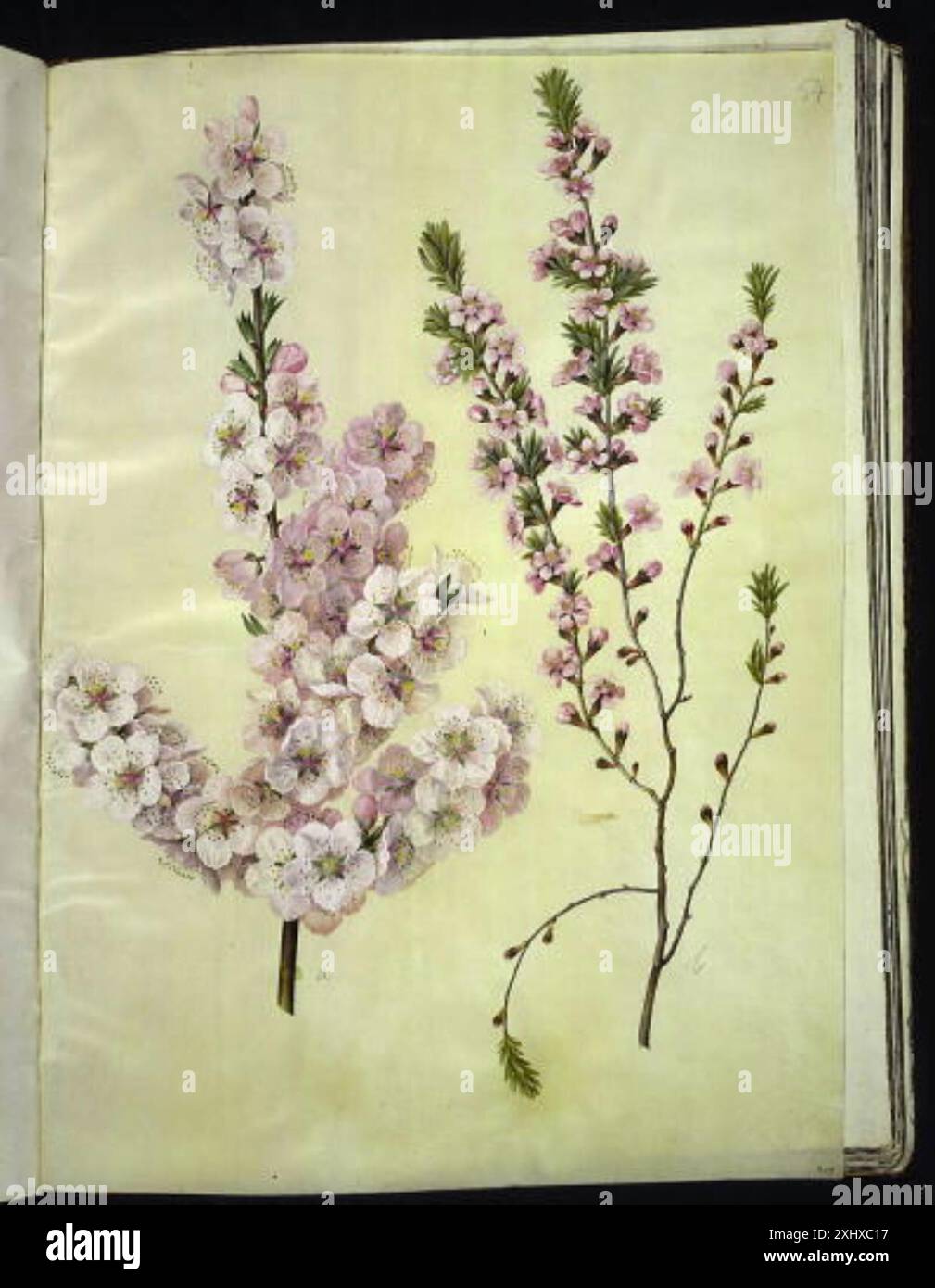 Gouache drawing by Hans Simon Holtzbecker and Maria Sibylla Merian ...