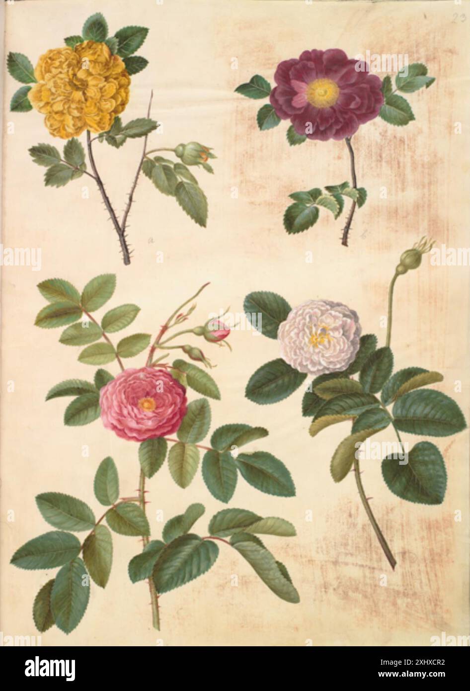 Gouache drawing holtzbecker merian depicting three rose types hi-res ...