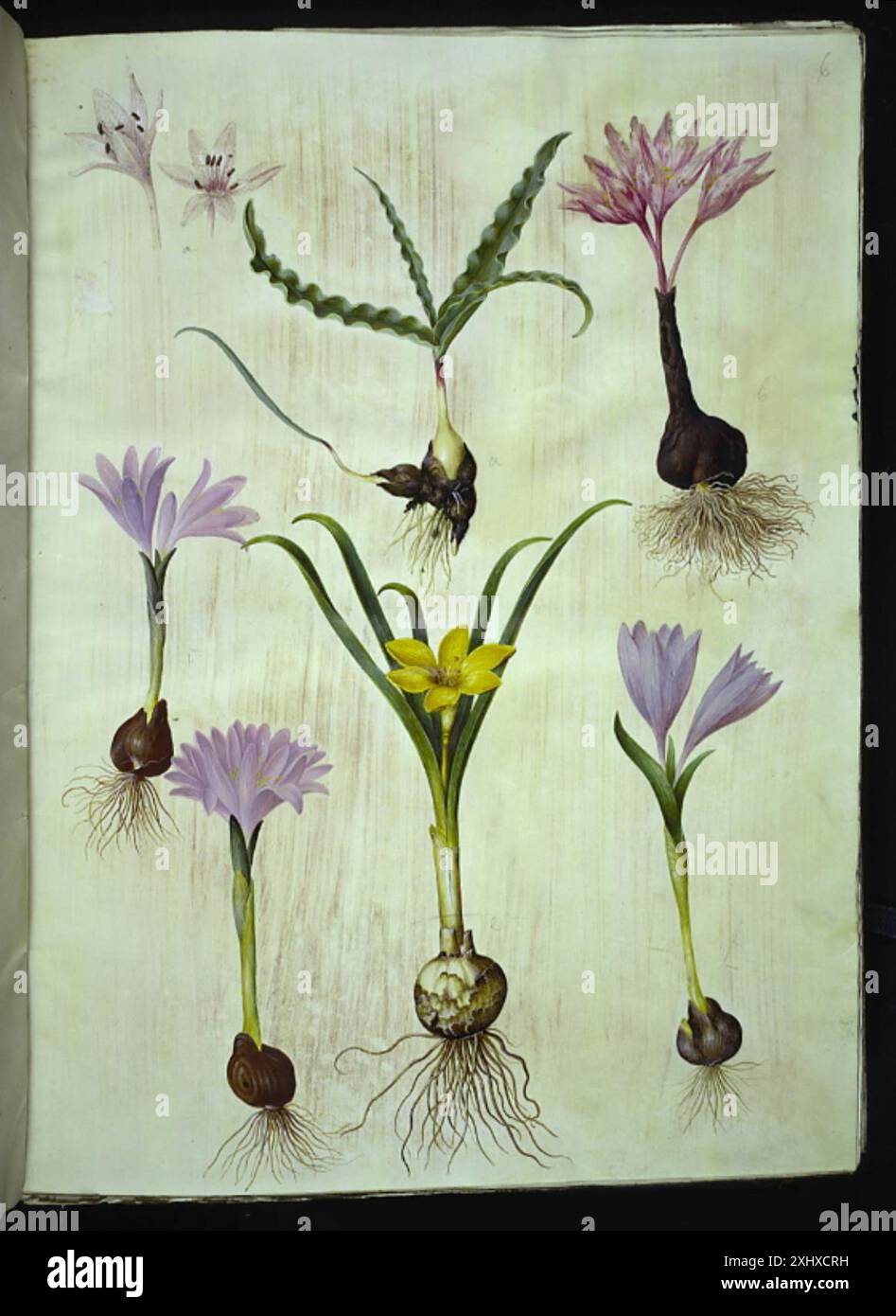 Gouache by Hans Simon Holtzbecker and Maria Sibylla Merian depicting ...