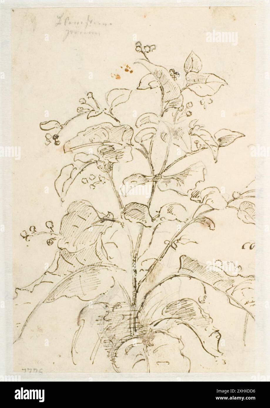 Plant study Dreyer, Dankvart 1816 - 1852 Drawing Plantestudie Stock ...