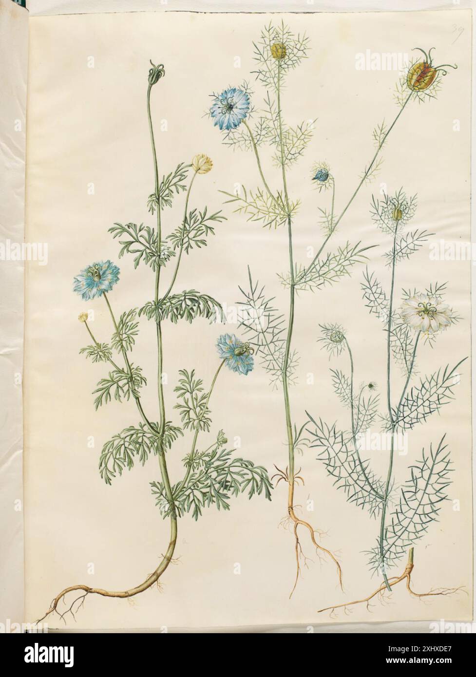 Nigella sativa illustration hi-res stock photography and images - Alamy
