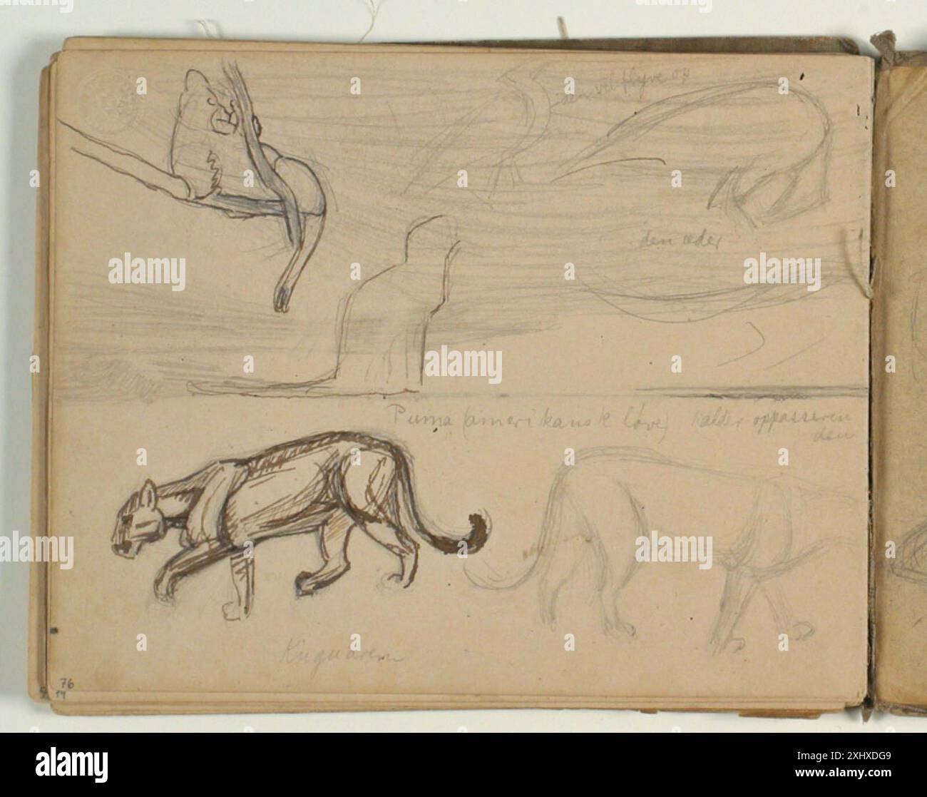 Puma drawing hi-res stock photography and images - Alamy