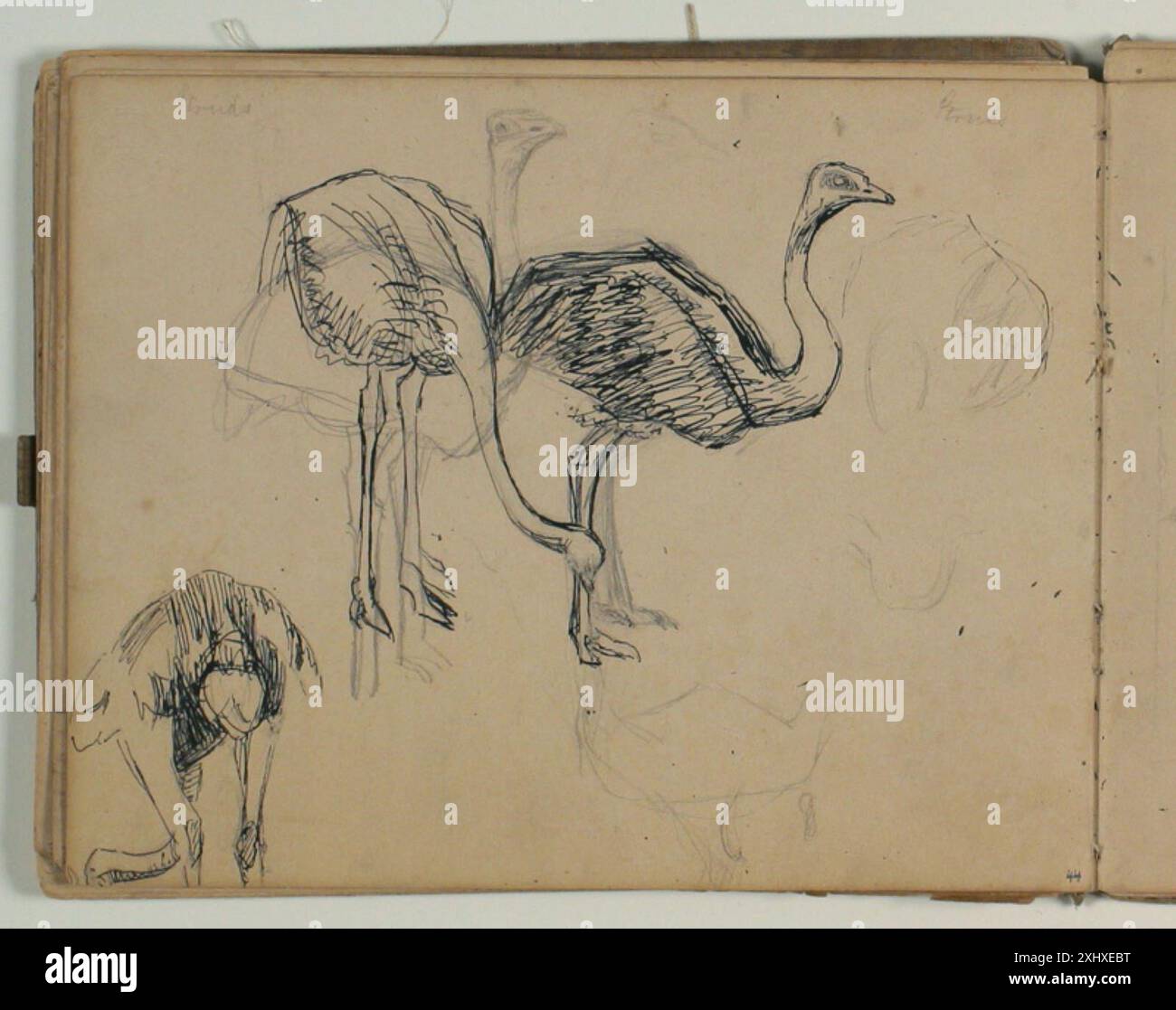Observational drawing hi-res stock photography and images - Alamy