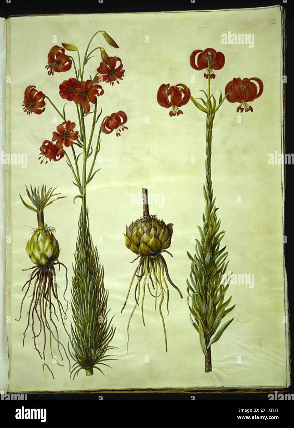 Gouache drawing by Holtzbecker and Merian depicting Lilium ...