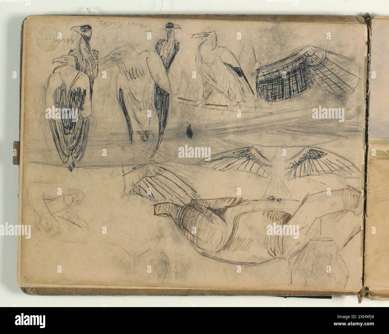 A collection of sketches by Niels Larsen Stevns depicting birds of prey ...