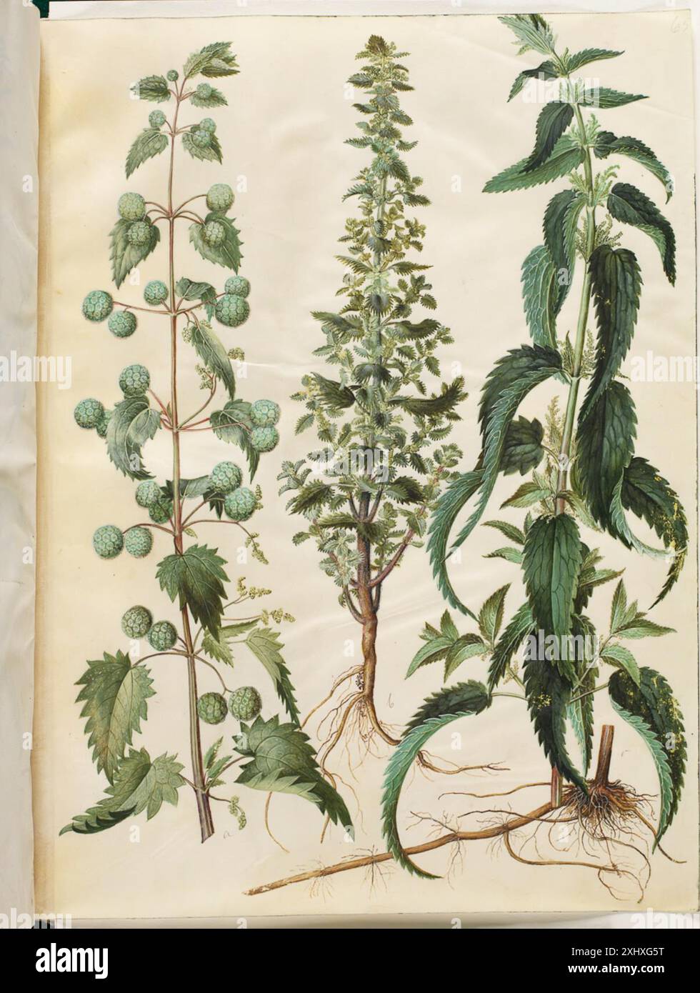 KKSGB2950/65 Urtica Pilulifera (Roman nettle); Urtica Urens (little ...