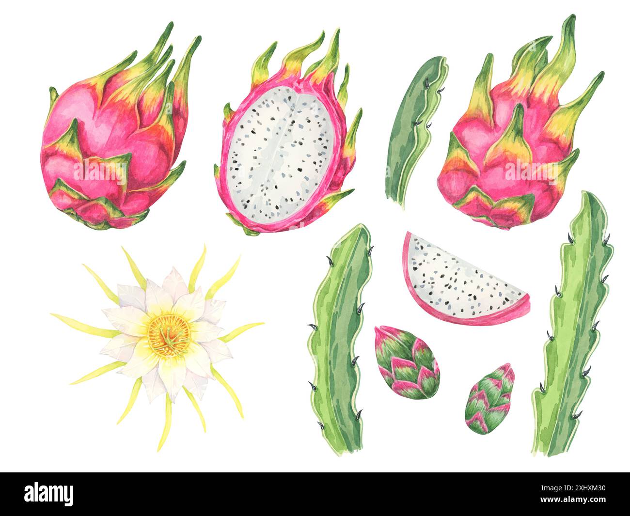 Dragon fruit fruits, slices, flower, buds and cactus leaves set ...