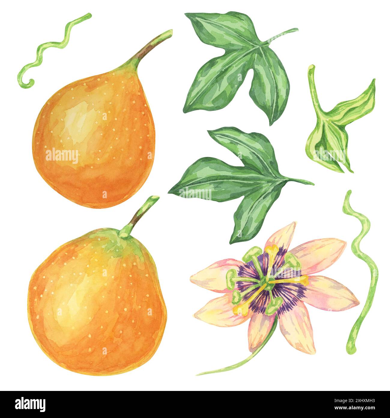 Sweet orange granadilla fruits, whole, flower and leaves set. Yellow ...