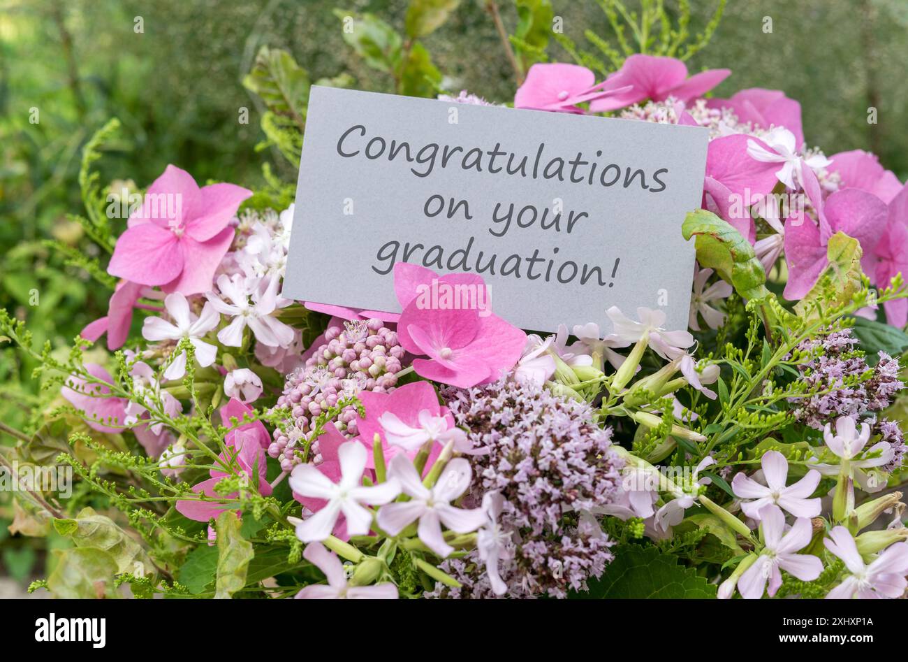 Greeting card with pink hydrangeas, soapwort, oregano and text ...