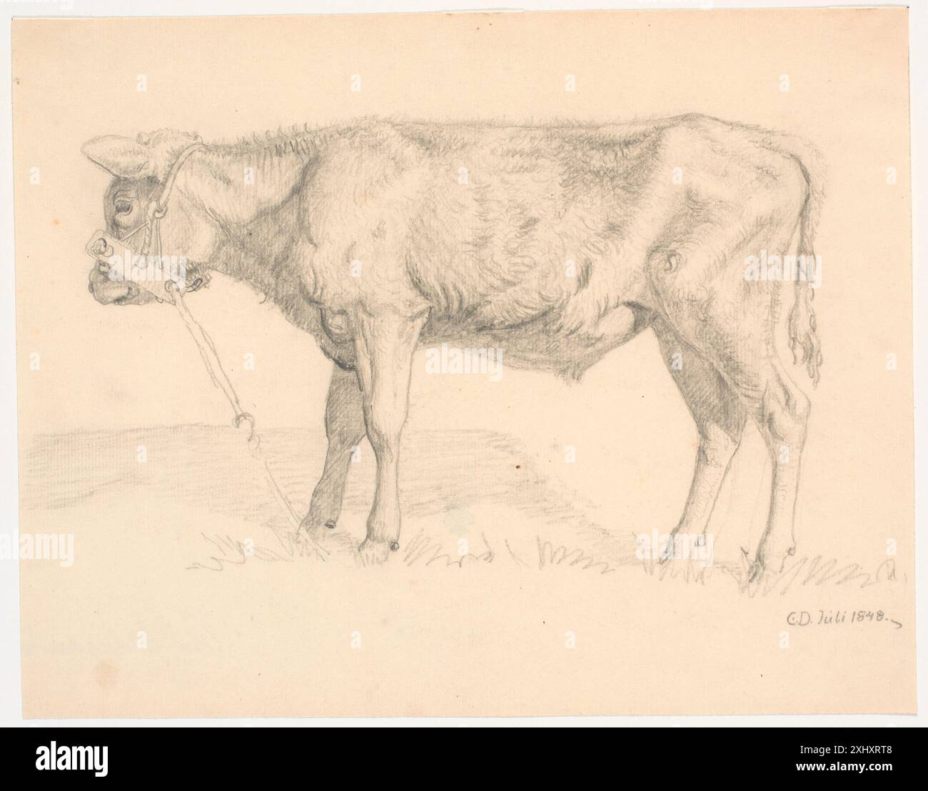 Drawing of a bull calf, showing posture, form, and proportions Stock ...