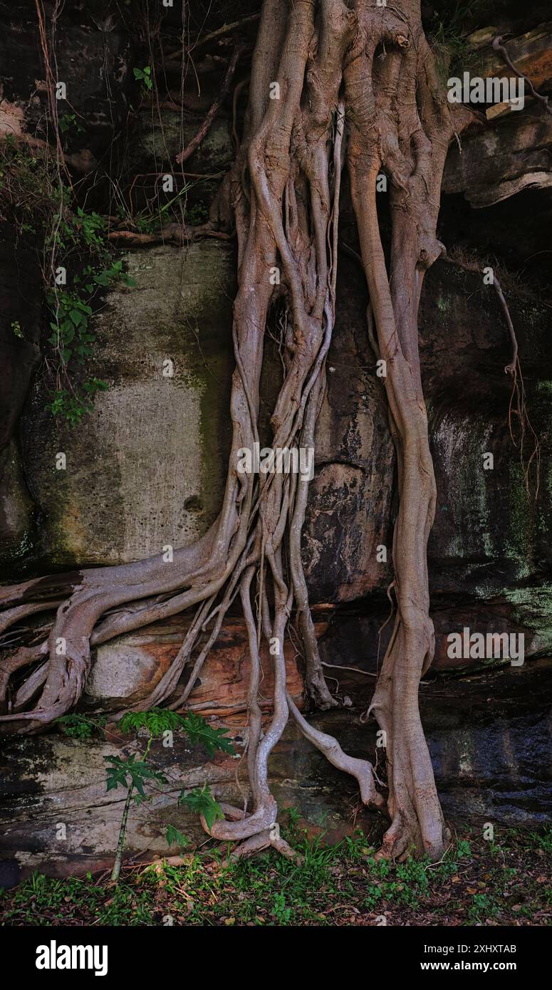 Port Jackson Fig trees roots clinging to the sandstone ledge in Queens ...