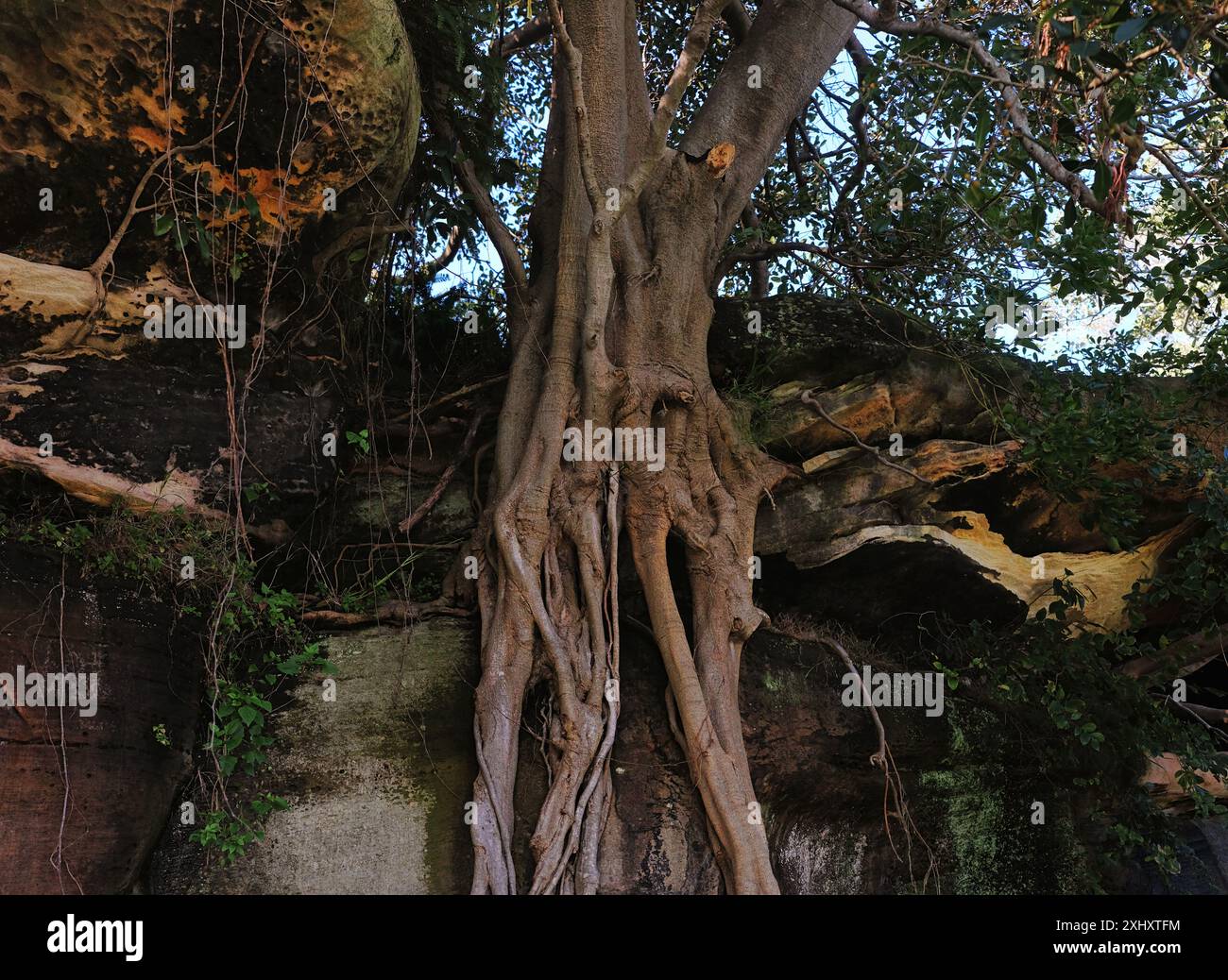 Port Jackson Fig tree roots growing over the rock and clinging to the ...
