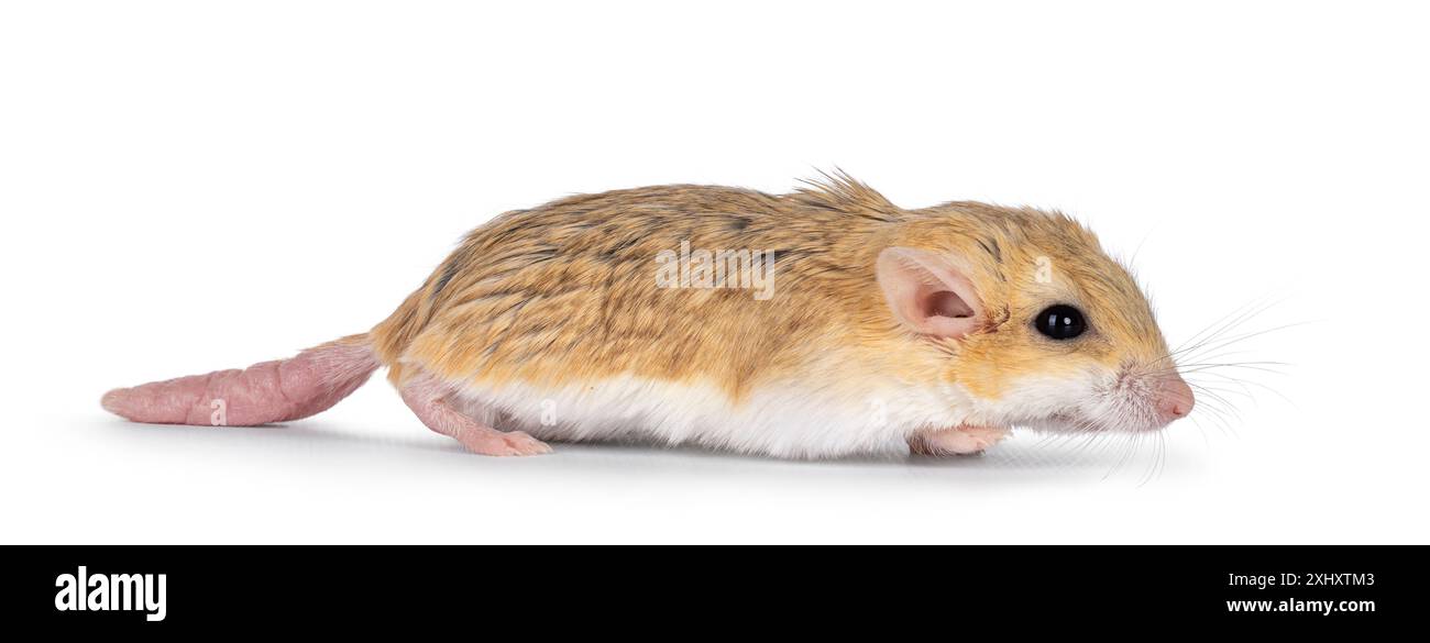 Side view of Fat tailed gerbil aka Pachyuromys duprasi, walking side ...