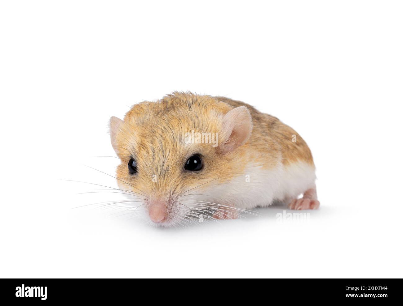 Side view of Fat tailed gerbil aka Pachyuromys duprasi, standing facing ...