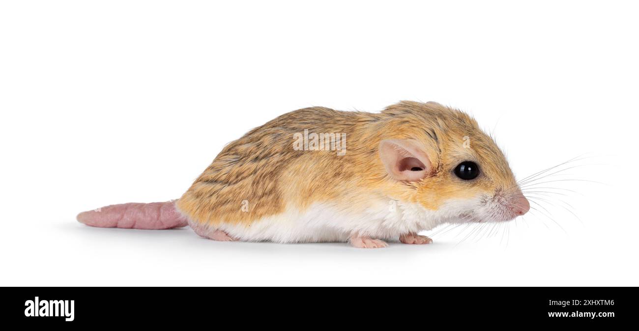 Side view of Fat tailed gerbil aka Pachyuromys duprasi, standing side ...