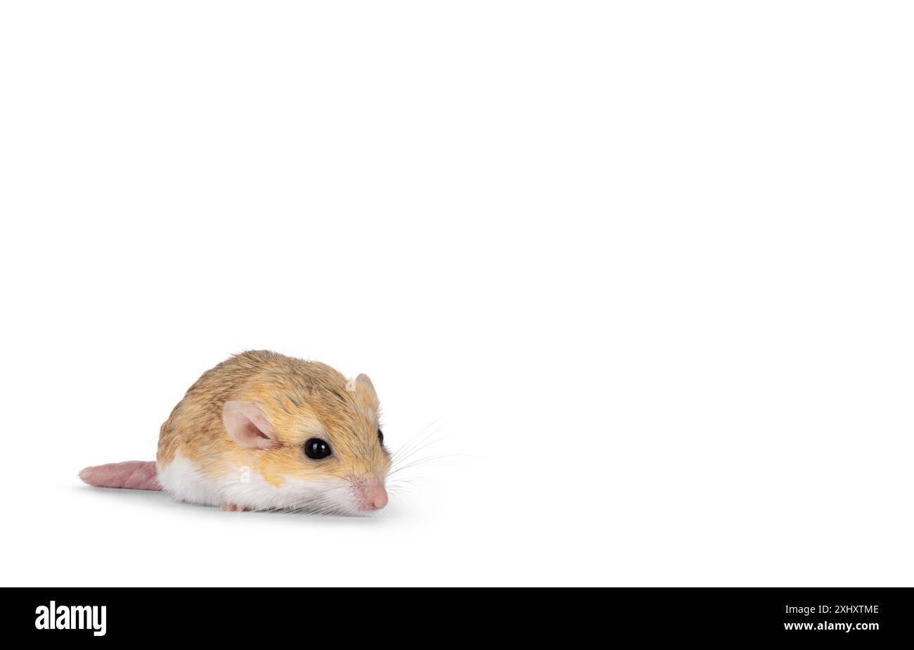 Side view of Fat tailed gerbil aka Pachyuromys duprasi, standing ...