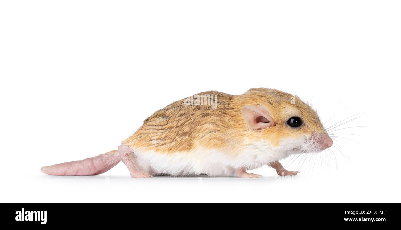 Side view of Fat tailed gerbil aka Pachyuromys duprasi, standing side ...