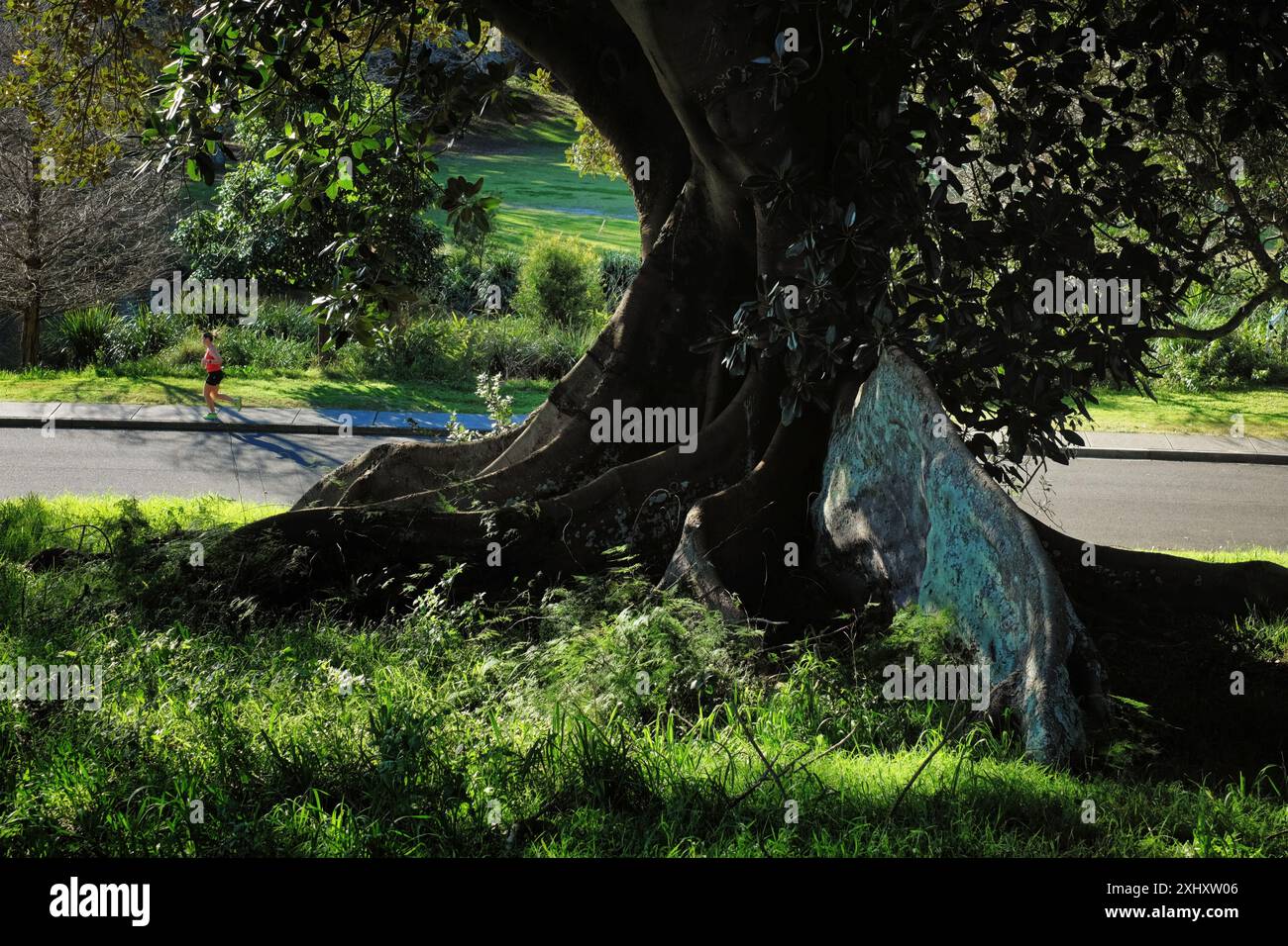 An old Moreton Bay Fig tree with a very tall buttress root covered in ...