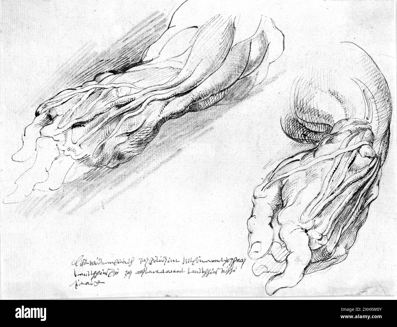 Anatomical Studies (écorchés.) A man's flayed left forearm in two ...